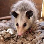 Possum Diet and Droppings: Key Identification Factors