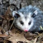 Possum Diet and Droppings: Key Identification Factors
