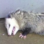 Possum Diet and Droppings: Key Identification Factors